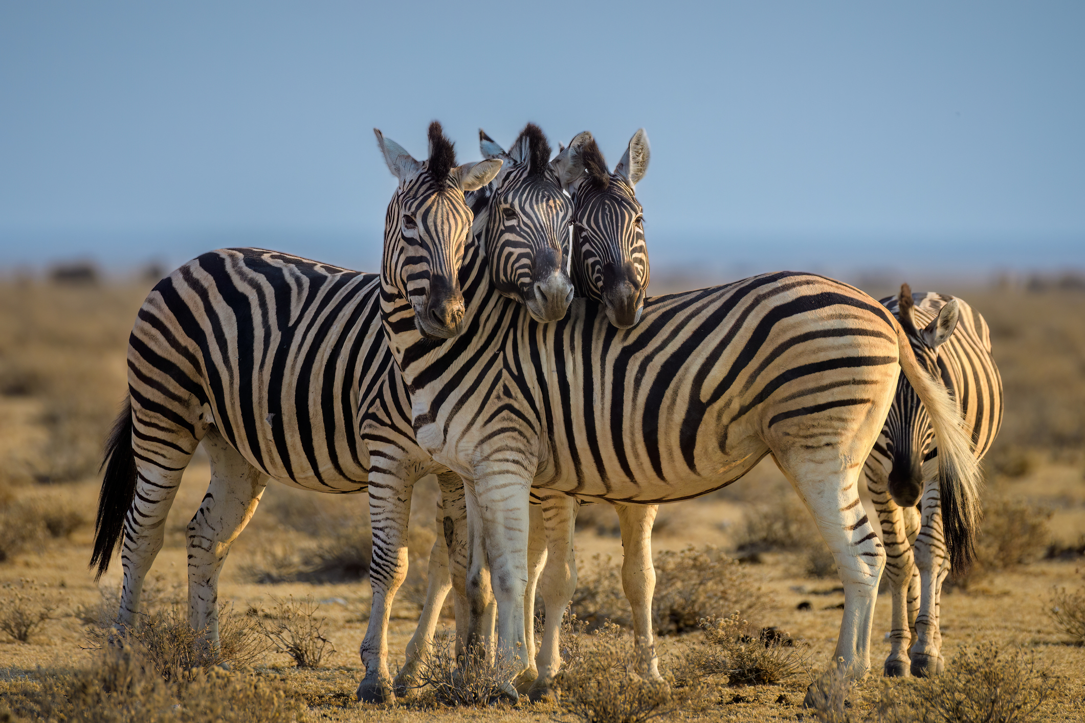 Safari Packing Tips